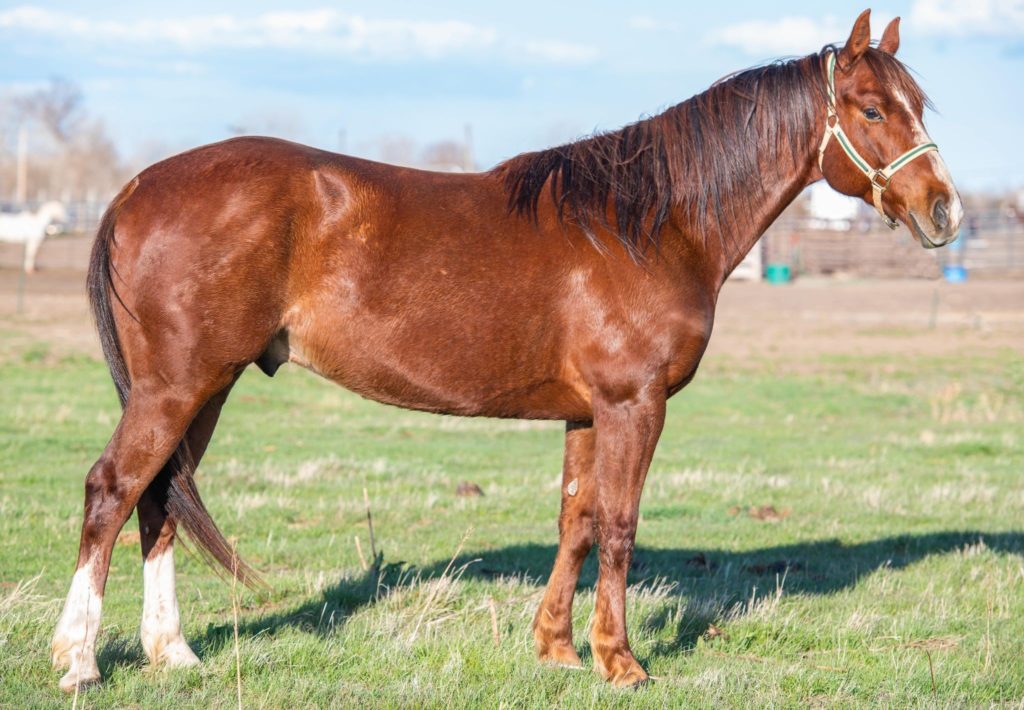 Rusty - Platinum Equine Auction