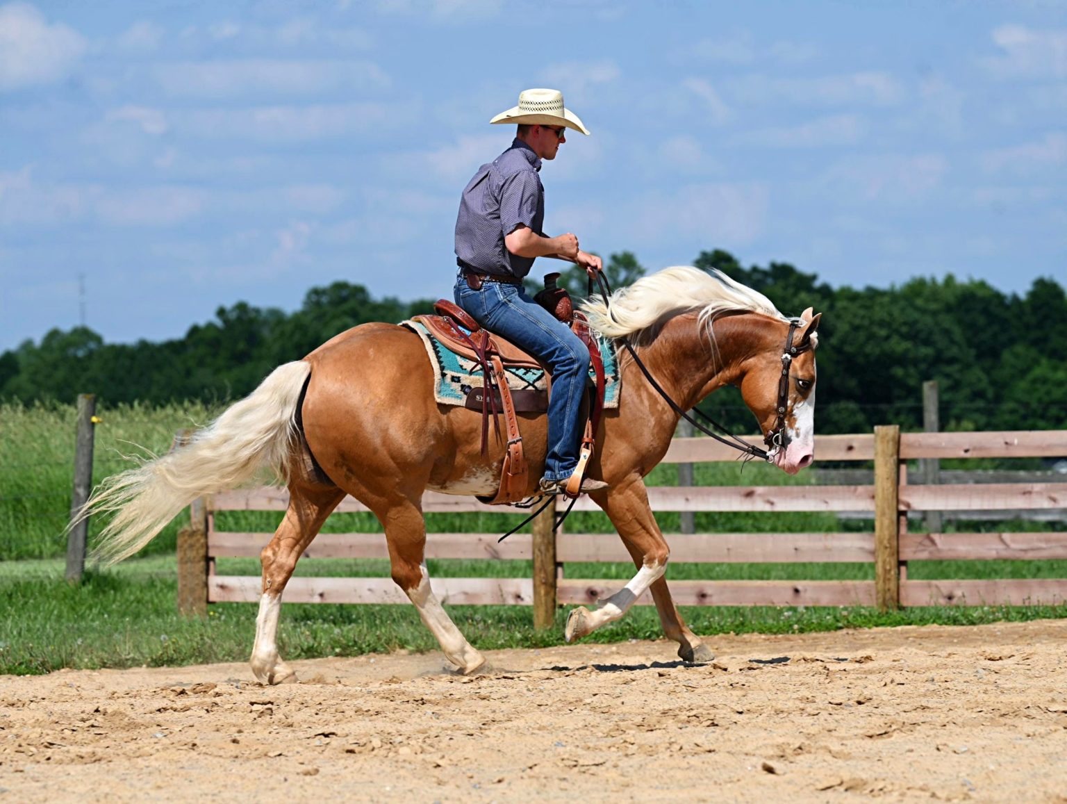 Home - Platinum Equine Auction