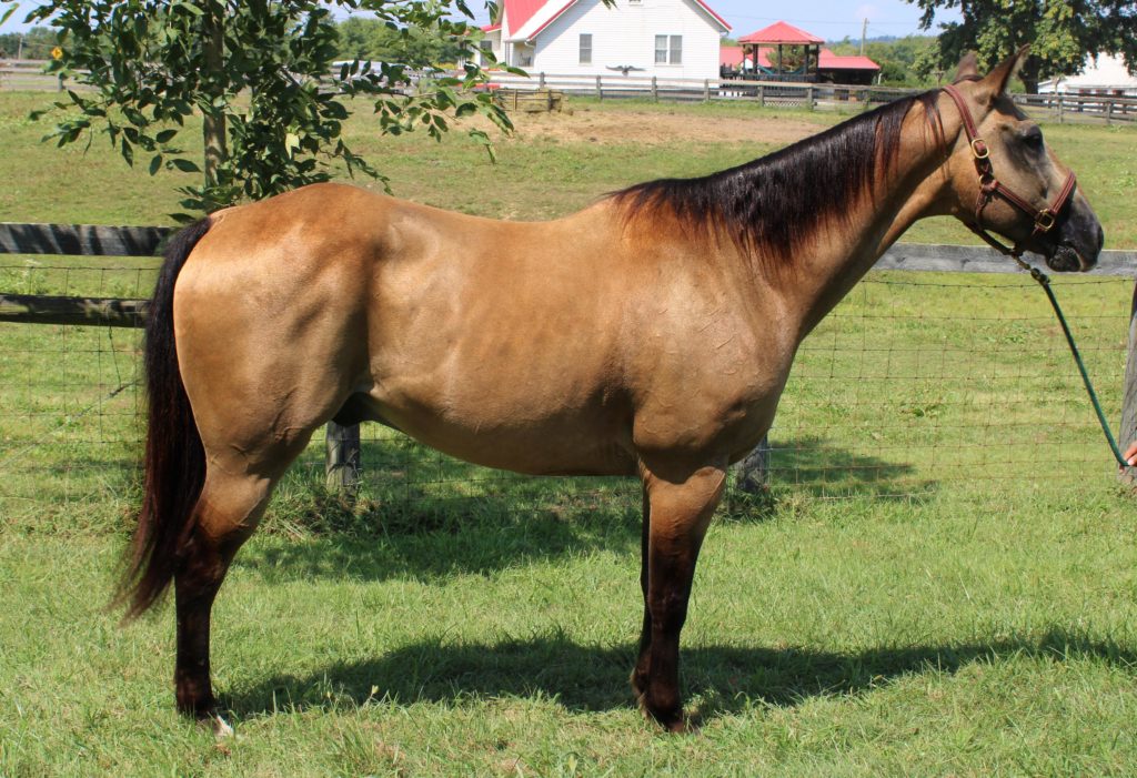King - Platinum Equine Auction
